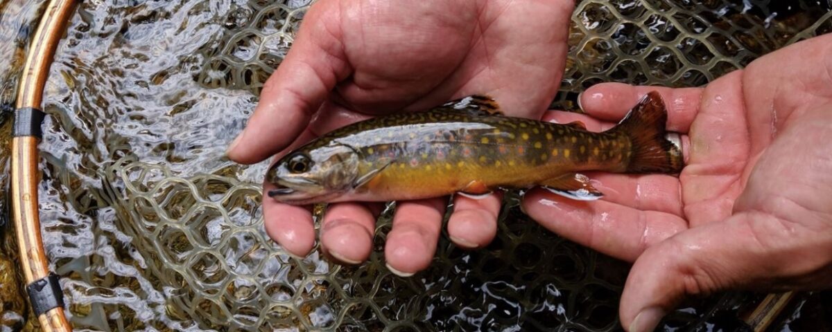 When Fish Hatcheries Create Recreational and Conservation Dilemmas