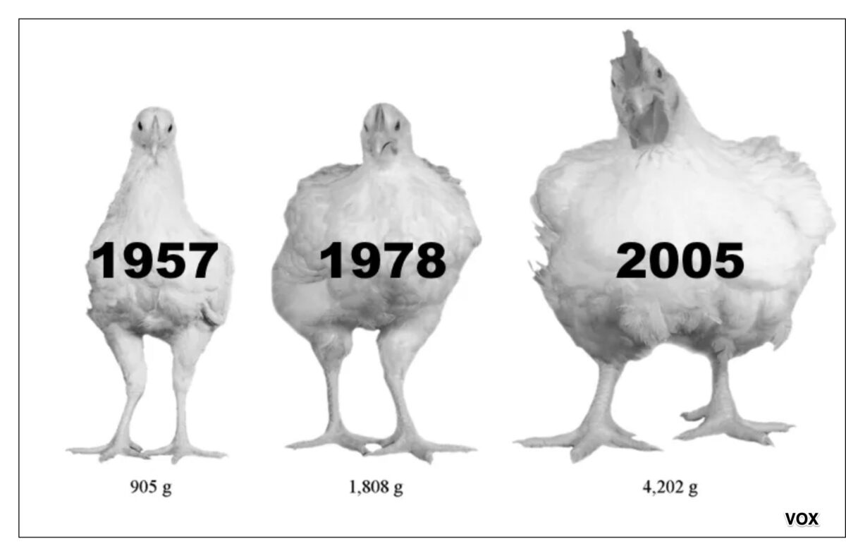 How Chicken Economics Are Changing