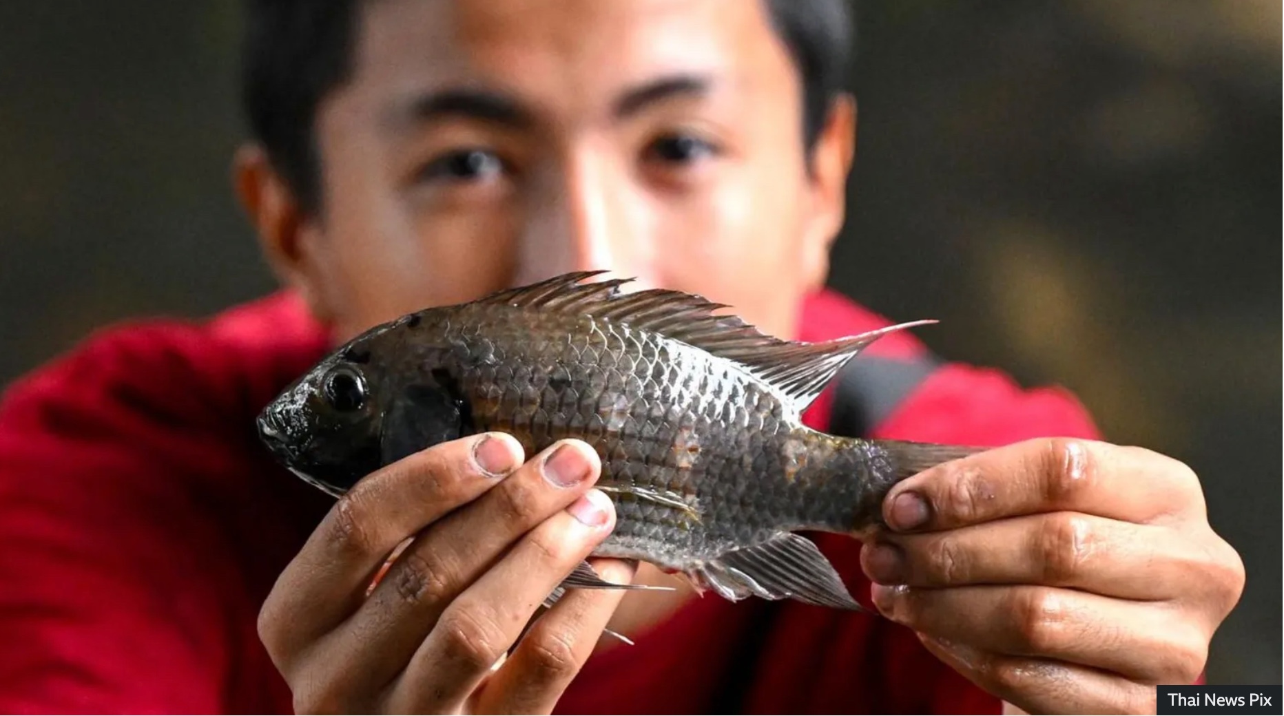 Where Thailand's Fisheries Fight Alien Fish