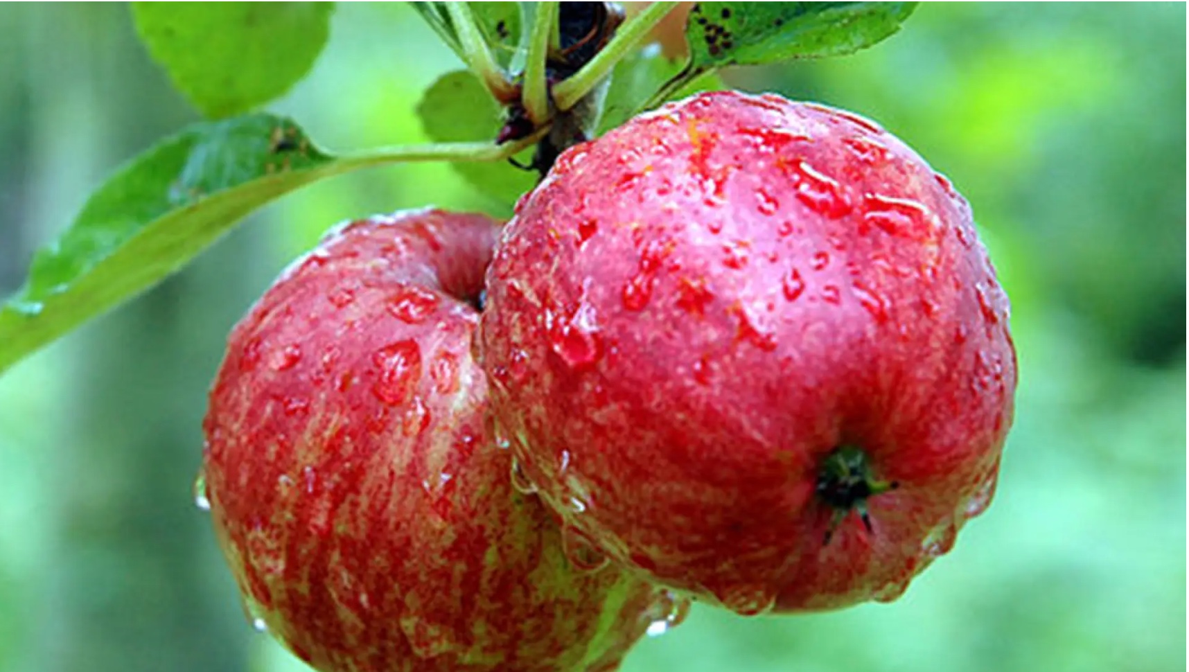 Why Apple Markets Have Demand and Supply Problems