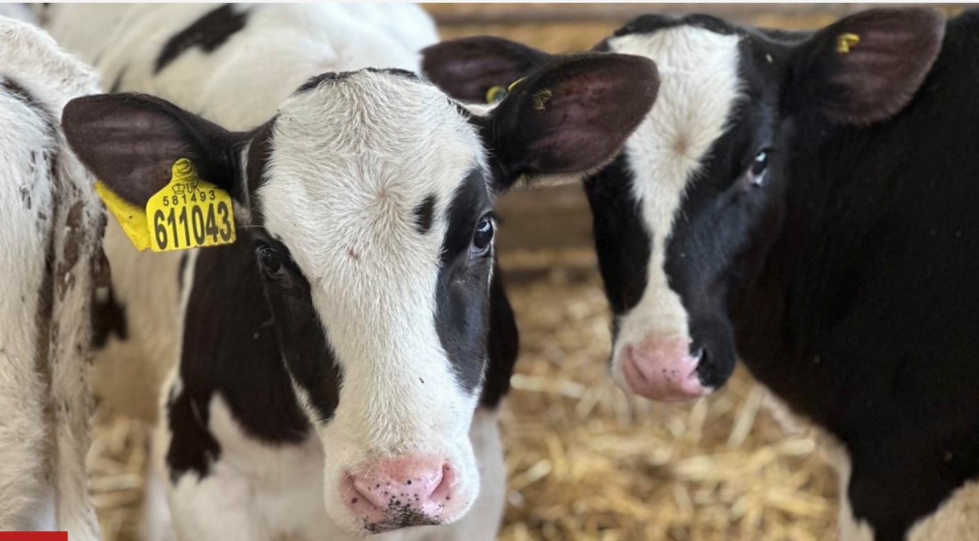 How Methane Emissions Come From Cows